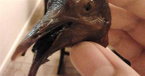 Fried Pigeon Head Imgur