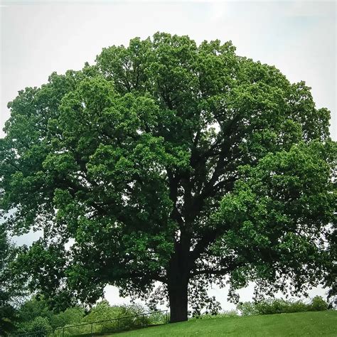 Burr Oak Tree