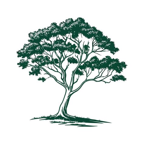Tasmanian Myrtle Tree Outline Design 57812883 Vector Art At Vecteezy