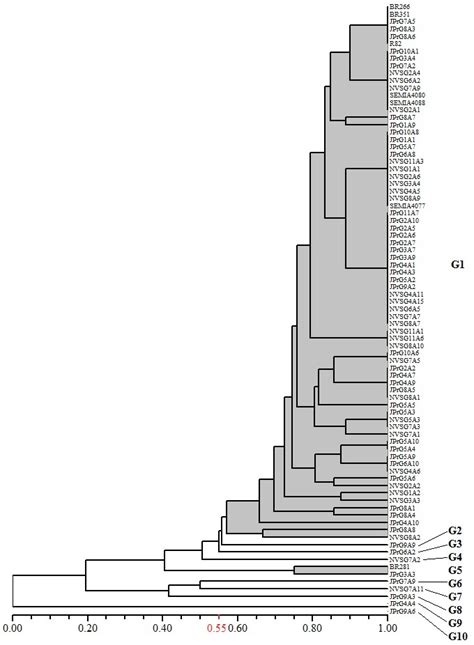 similarity dendrogram constructed using jaccard as similarity