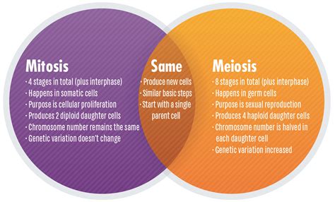Differences Between Mitosis And Meiosis Venn Diagram Disting