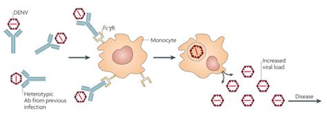 Dengue And Zika Arthritis Rheumatism
