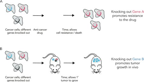 Testing Thousands Of Nanoparticles In Vivo Using DNA Barcodes Abstract Europe PMC