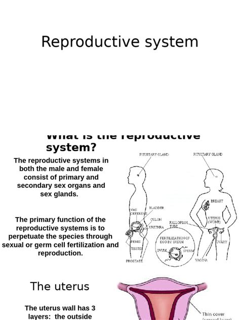 6 Reproductive Overvew Pdf Menstrual Cycle Uterus
