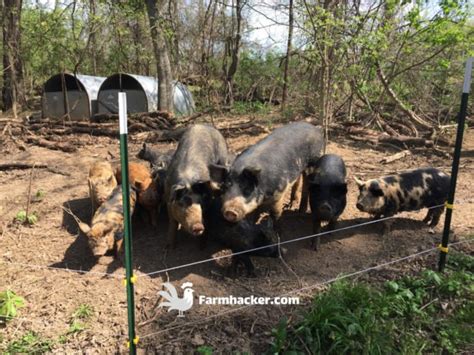 Raising Pigs: The Complete Guide (2023) - Farmhacker.com