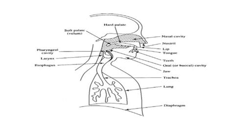 1 Human Speech Production Illustration 8 Download Scientific Diagram
