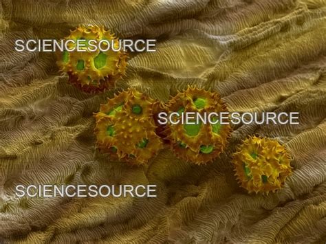 Dandelion Pollen Scanning Electron Mi Stock Image Science Source