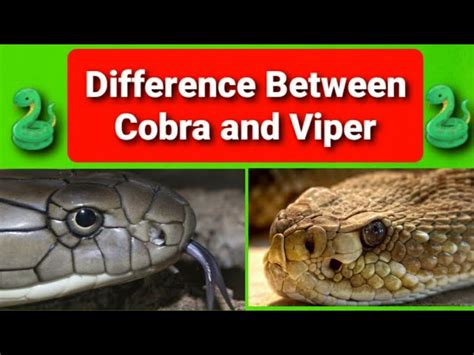 Cobra Vs Viper Differences