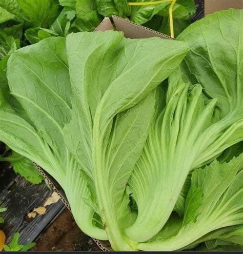 Mustard Greens Name At James Fontanez Blog