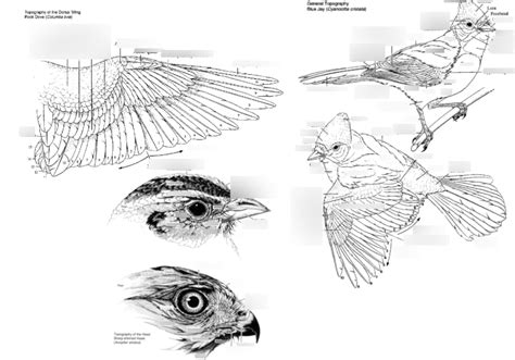 Ornithology Quiz 1 Head Body Wings Diagram Quizlet
