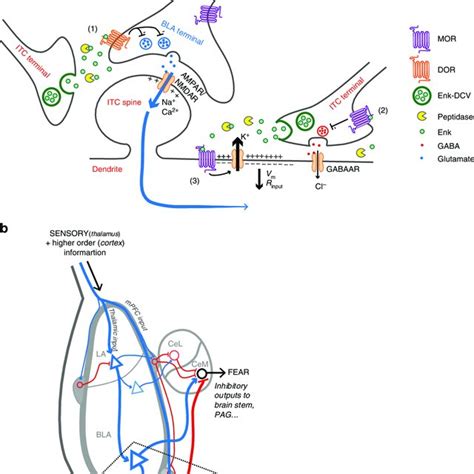 Endogenously Released Opioids Act Exclusively Through Dor And Their