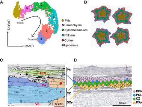 Poplar Wood Inside Out High Resolution Spatial Cellular And Pseudotime Projections From