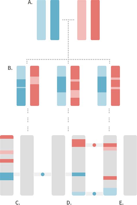 What Is Genetic Inheritance