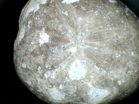 Fossils Flashcards Quizlet