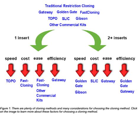 Troubleshooting Your Plasmid Cloning Experiment