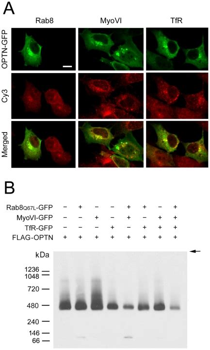 A Colocalization Of Optineurin Gfp Foci With Rab8 Myosin Vi Myovi