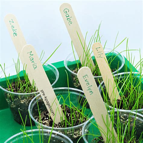 How To Grow Grass Seed In A Cup Pre K Pages