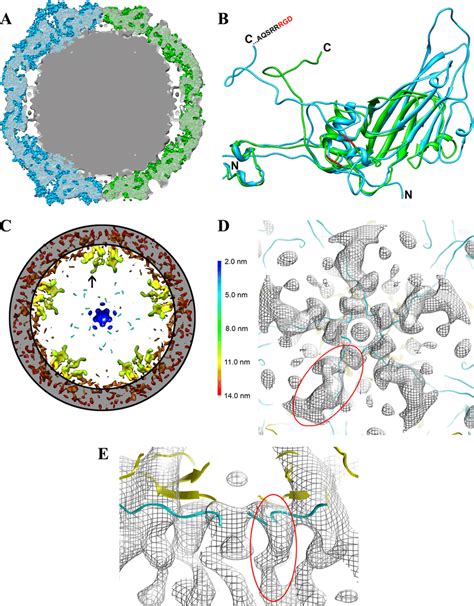 Capsid Protein Rna Contact A Central Section Of The Download