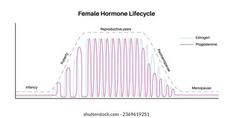 Puberty Hormone Levels Photos Images And Pictures Shutterstock