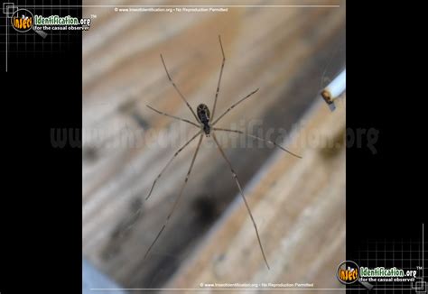 Marbled Cellar Spider