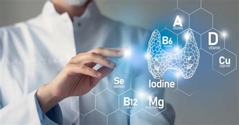 Endocrine System Definition Functions And Organs
