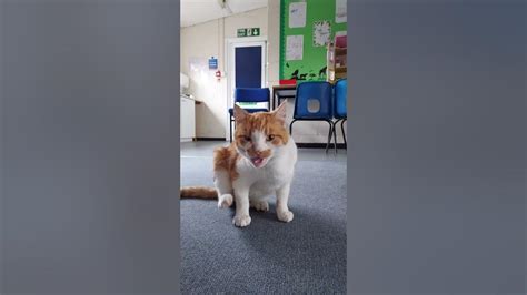 學校的小貓 下雨天躲在課室裏無所事事 Youtube