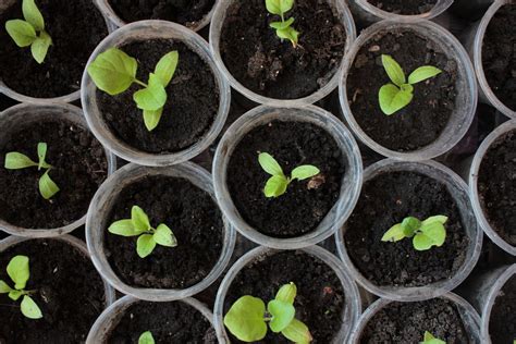 How Deep To Plant Eggplant Seeds Storables