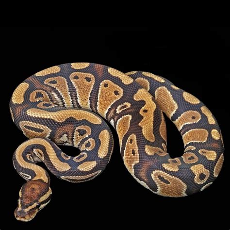 Cobras Python Para Compra Espécies Cuidados E Curiosidades