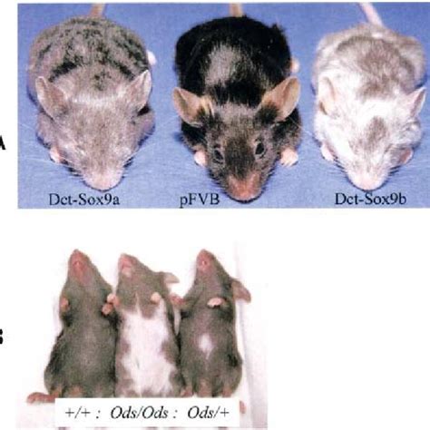 Pigmentation Defects In Dct Sox9 And Odd Sex Mice A Distinctive
