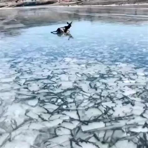 Who Is Not Being Saved This Winter Rhumansbeingbros