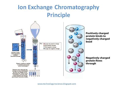 Chromatography Column Functions At Louise Bailey Blog