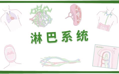 【osmosis】解剖与生理：淋巴系统 Lymphatic System（中英字幕） 哔哩哔哩 ゜ ゜ つロ 干杯~ Bilibili