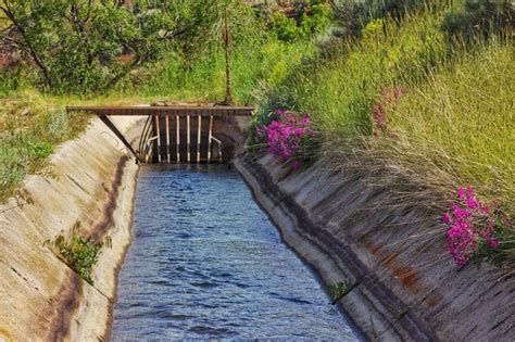 Premium Photo Plants Growing By River