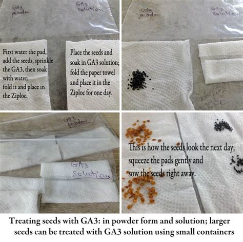 More On Gibberellic Acid Botanically Inclined Seed Adventures