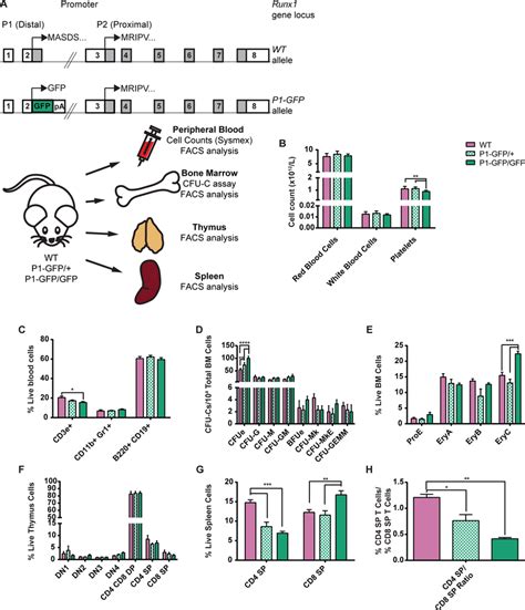 Impact Of The Absence Of P1 Directed Runx1 Expression On Adult Download Scientific Diagram