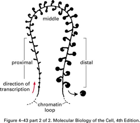 Molecular Biology Unit Flashcards Quizlet