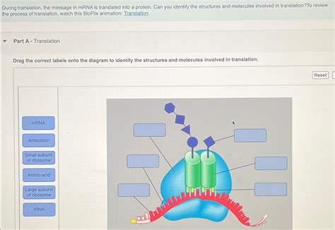 Solved During Translation The Message In Mrna Is Translated