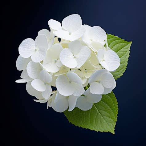 Premium Photo Realistic White Hydrangea On White Background