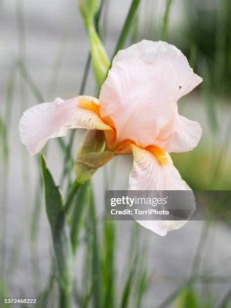 Green Iris Flower Photos And Premium High Res Pictures Getty Images