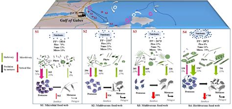 Influence Of Nutrient Gradient On Phytoplankton Size Structure Primary Production And Carbon