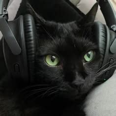 Black Cat Meme