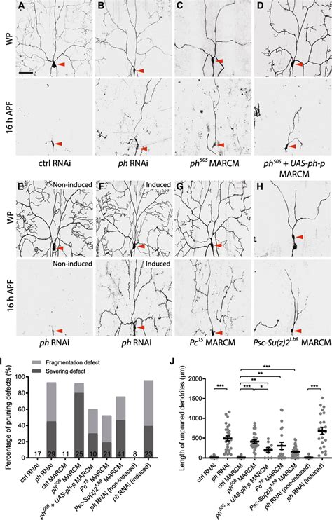The Components Of Prc1 Complex Are Required For Dendrite Pruning In Download Scientific Diagram