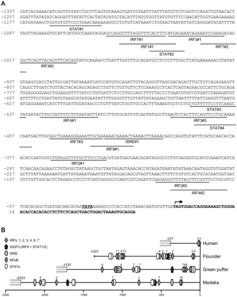 Lgp2 Expression Is Enhanced By Interferon Regulatory Factor 3 In Olive Flounder Paralichthys
