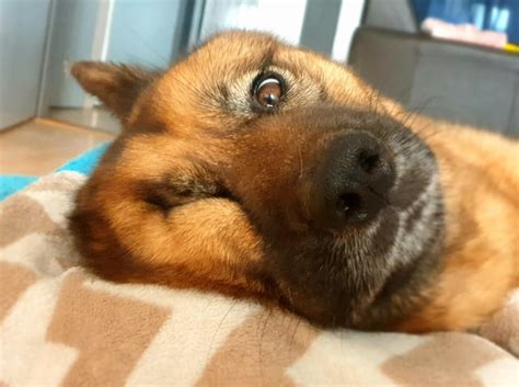 I Got A Cramp From Laughing So Hard R Characterai