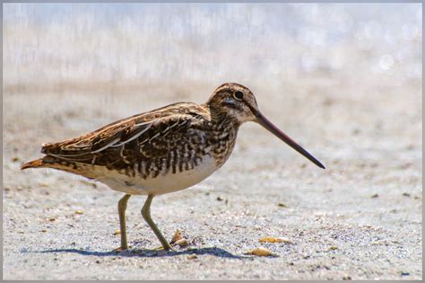Владимир Кулик Фото – Telegraph