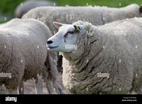 Gregge Di Pecore Immagini E Fotos Stock Alamy