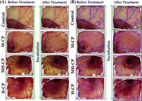 Chick Embryo Angiogenesis Analysis A Real‐time Pictorial Download Scientific Diagram