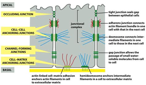 Cell Junctions