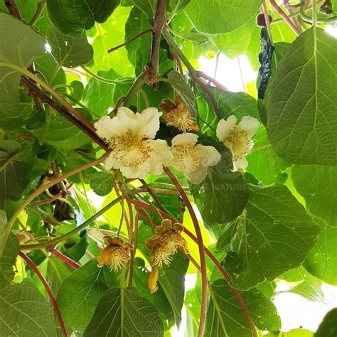 Actinidia Deliciosa Herma