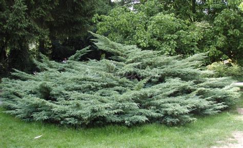 Можжевельник виргинский Хетц: купить саженцы Juniperus virginiana Hetz ...